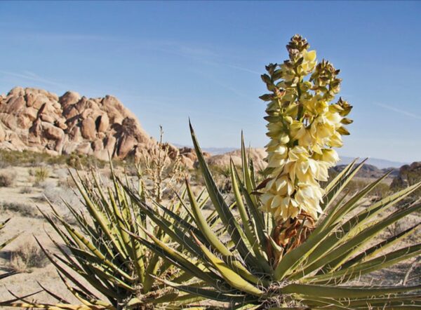 Yucca Extract Supplier - MT ROYAL